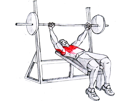 Personal Trainer : Weight Training : Bhasinsoft