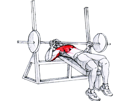 Personal Trainer : Weight Training : Bhasinsoft