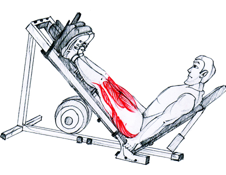 Personal Trainer : Weight Training : Bhasinsoft